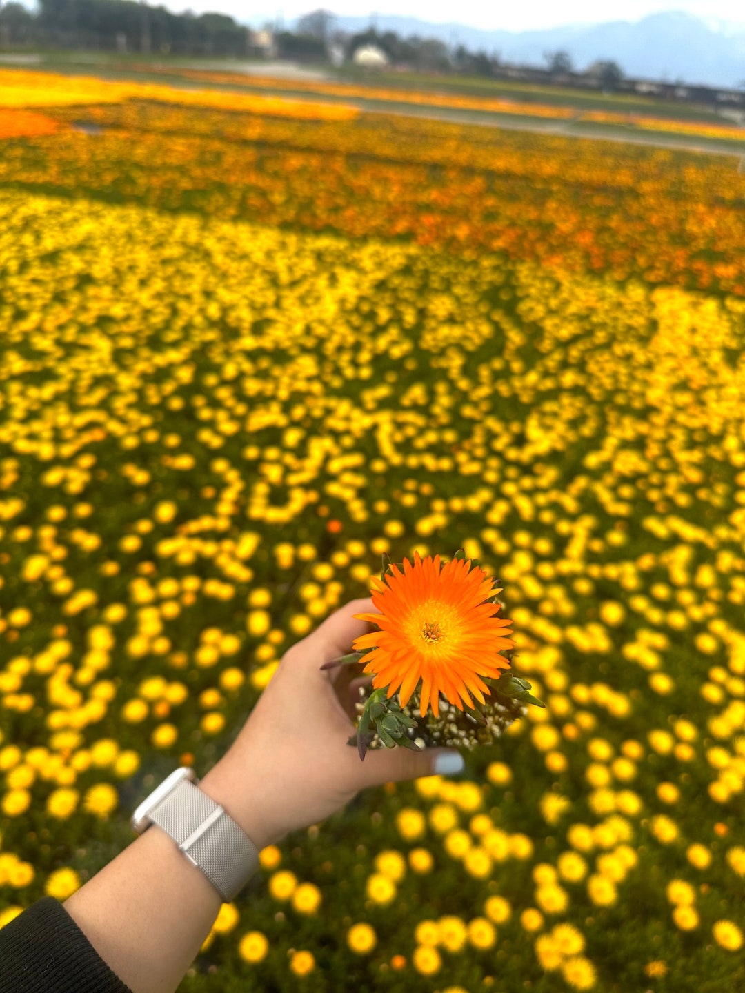 Orange Bush Iceplant Plugs - Etsy