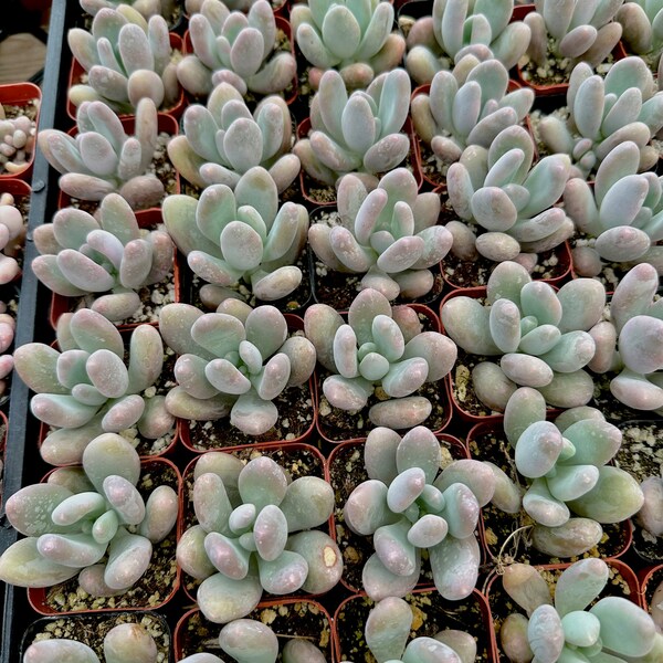 Pachyphytum - Etsy
