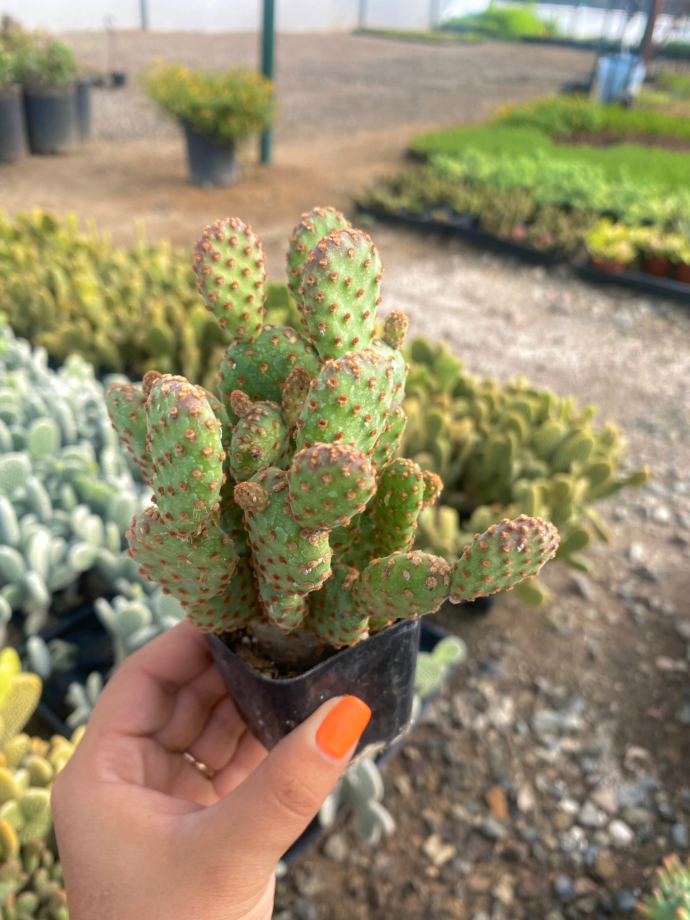 2 Opuntia Rufida Minima Mini Cinnamon Cactus - Etsy