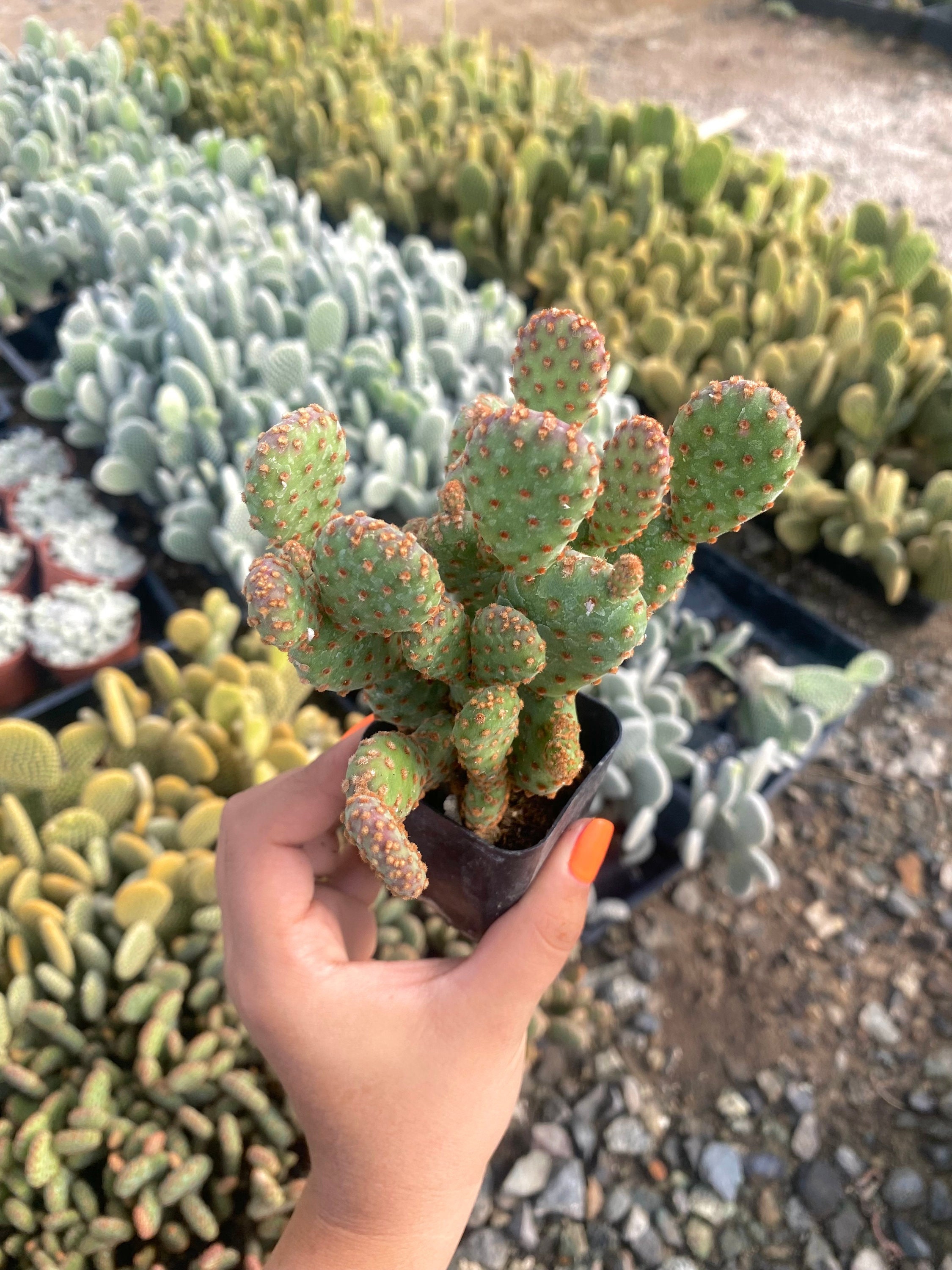 2 Opuntia Rufida Minima Mini Cinnamon Cactus - Etsy