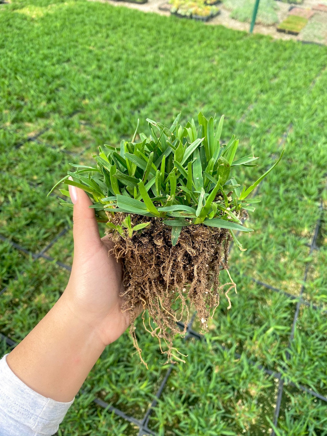 St Augustine Grass BAREROOT Drought and Shade Tolerant Etsy Ireland