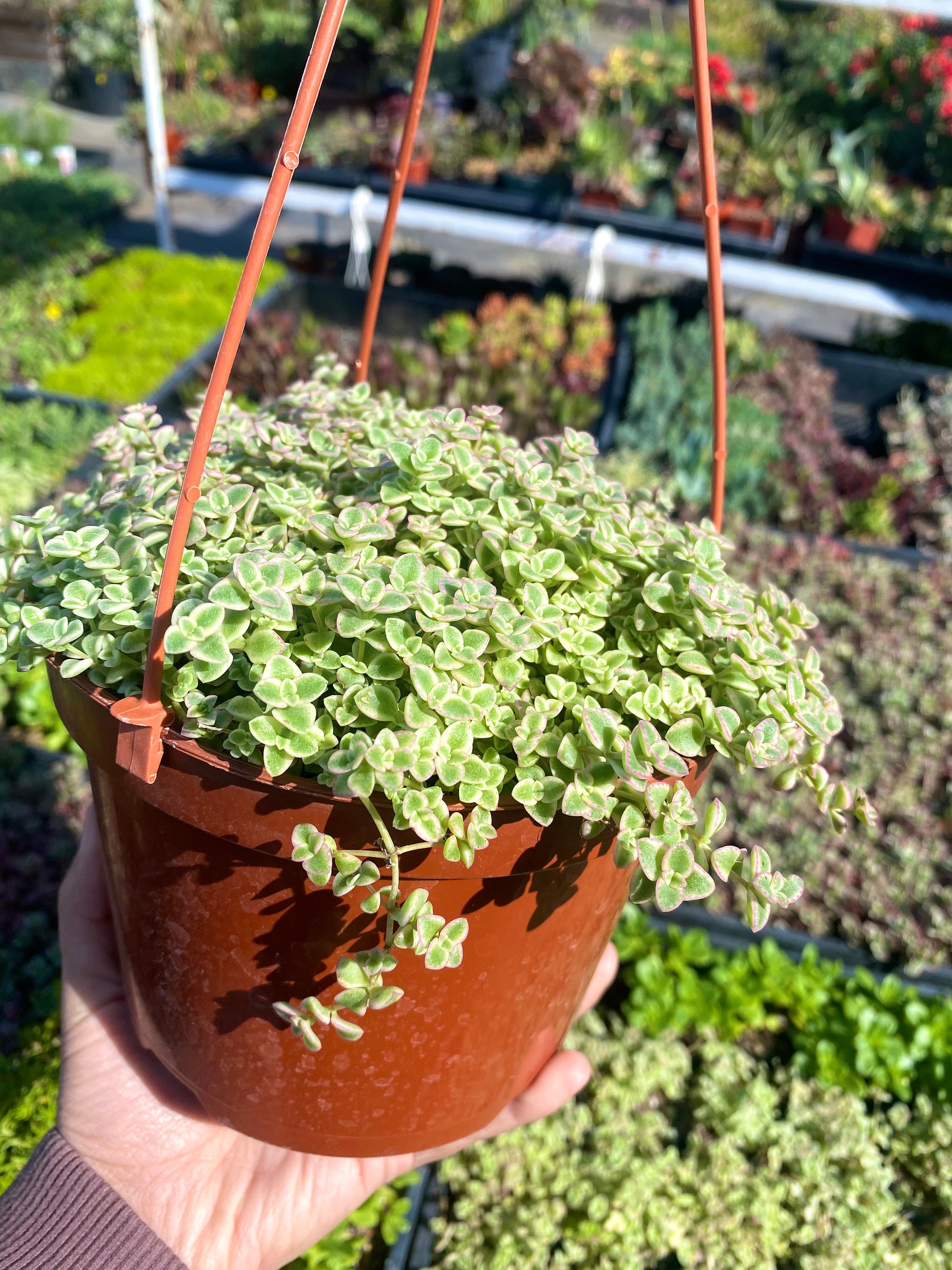 6 Sedum Little Missy Live Plant Stonecrop Variegated - Etsy