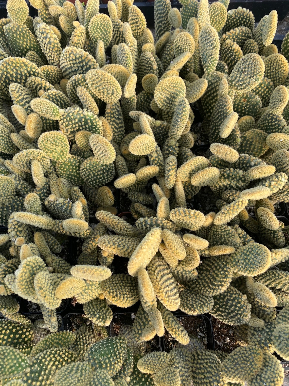 2 Bunny Ear Cactus Yellow Angel Wing Cactus Optunia - Etsy