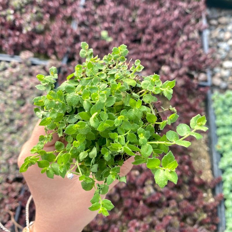 Blue Cactus Live Plant - Etsy