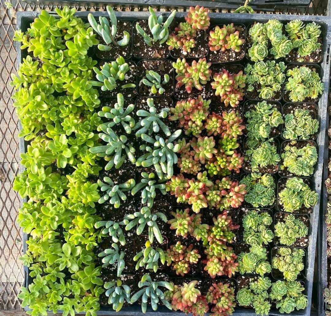 2" Sedum Pots - Etsy