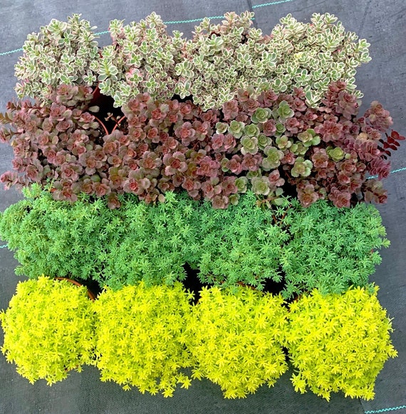 4 Sedum Pots Stonecrop - Etsy