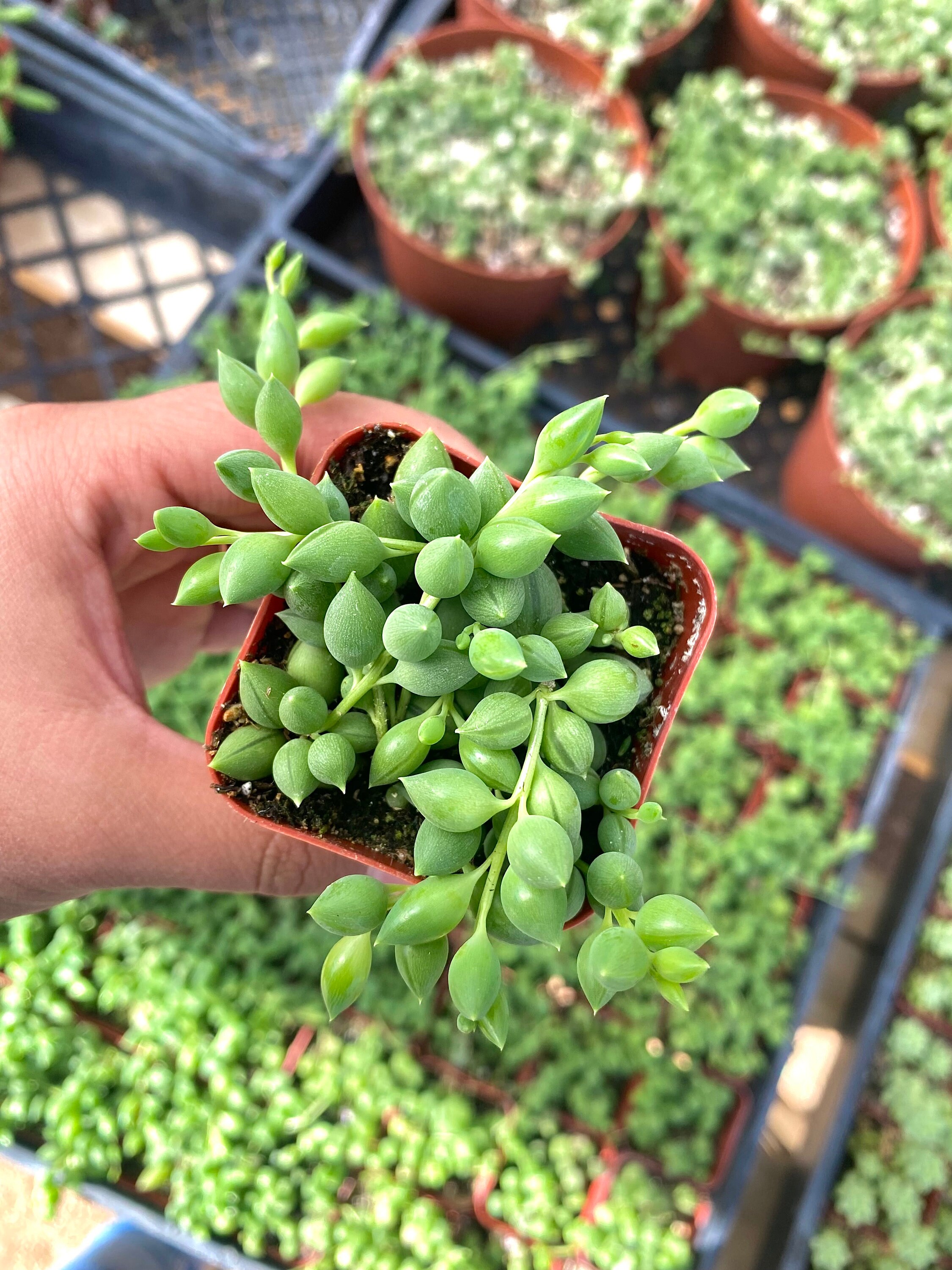 2 String of Tears Succulent Curio Rowleyanus - Etsy