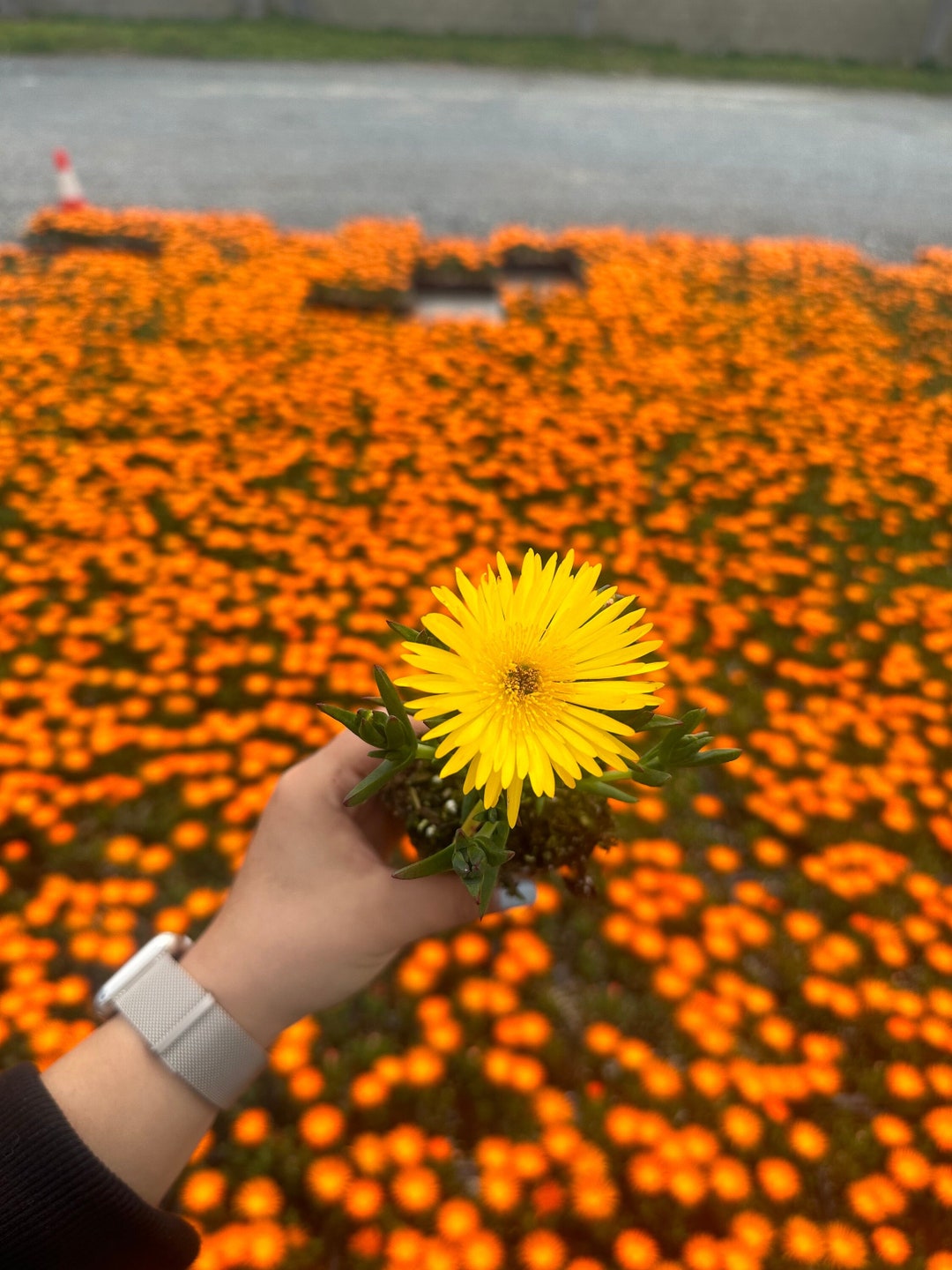 Yellow Bush Iceplant Plugs - Etsy