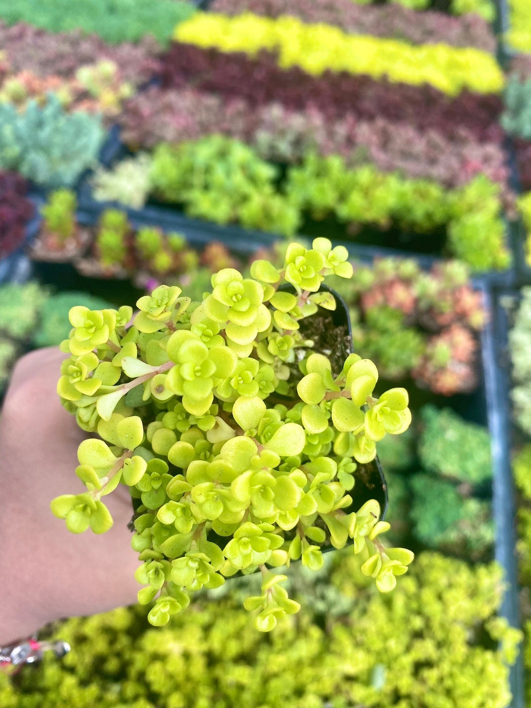 2" Ogon - Golden Japanese - Stonecrop - Sedum Makinoi - Etsy