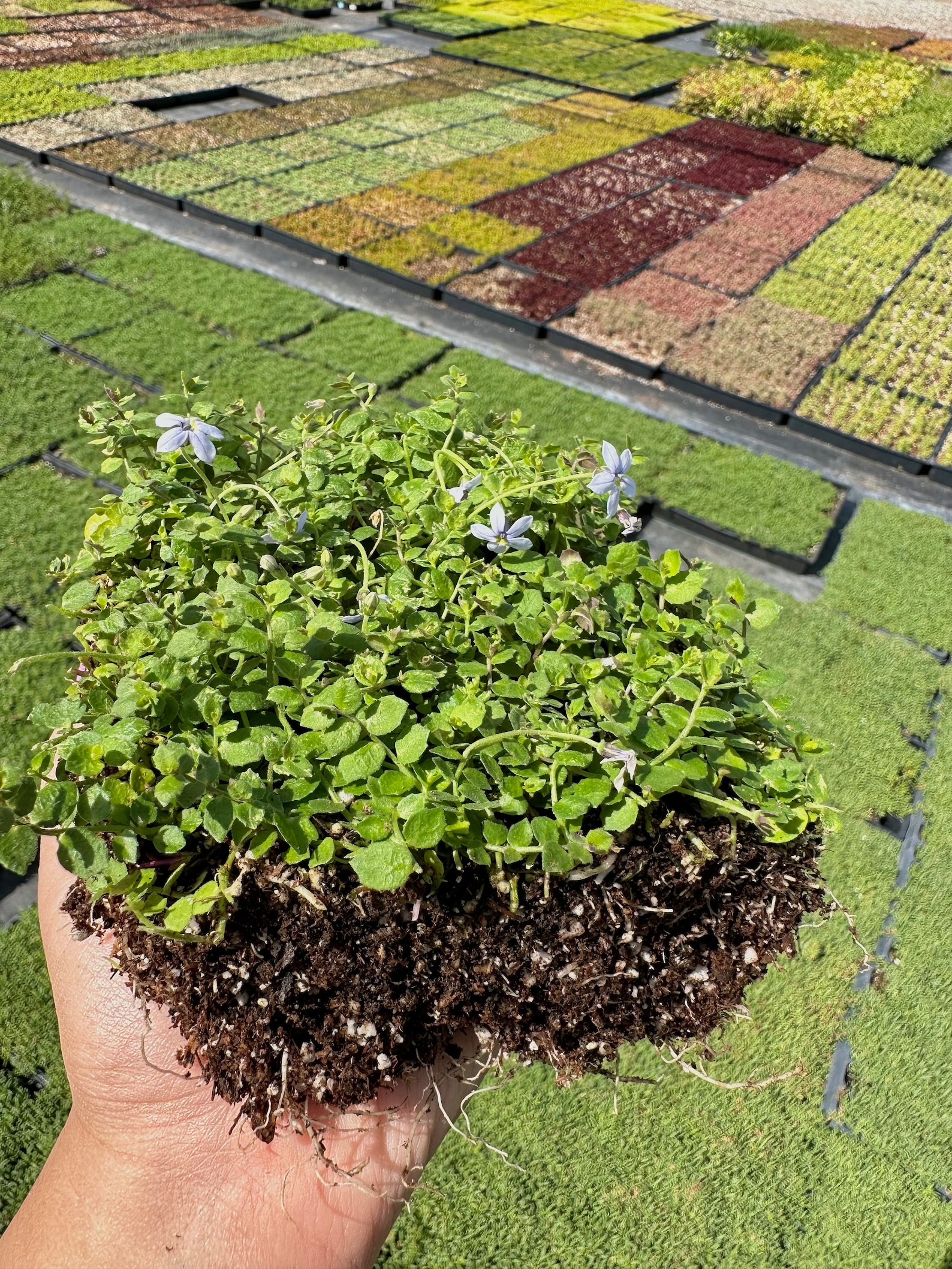 Isotoma - Blue Star Creeper - Live Plant Quad - Etsy