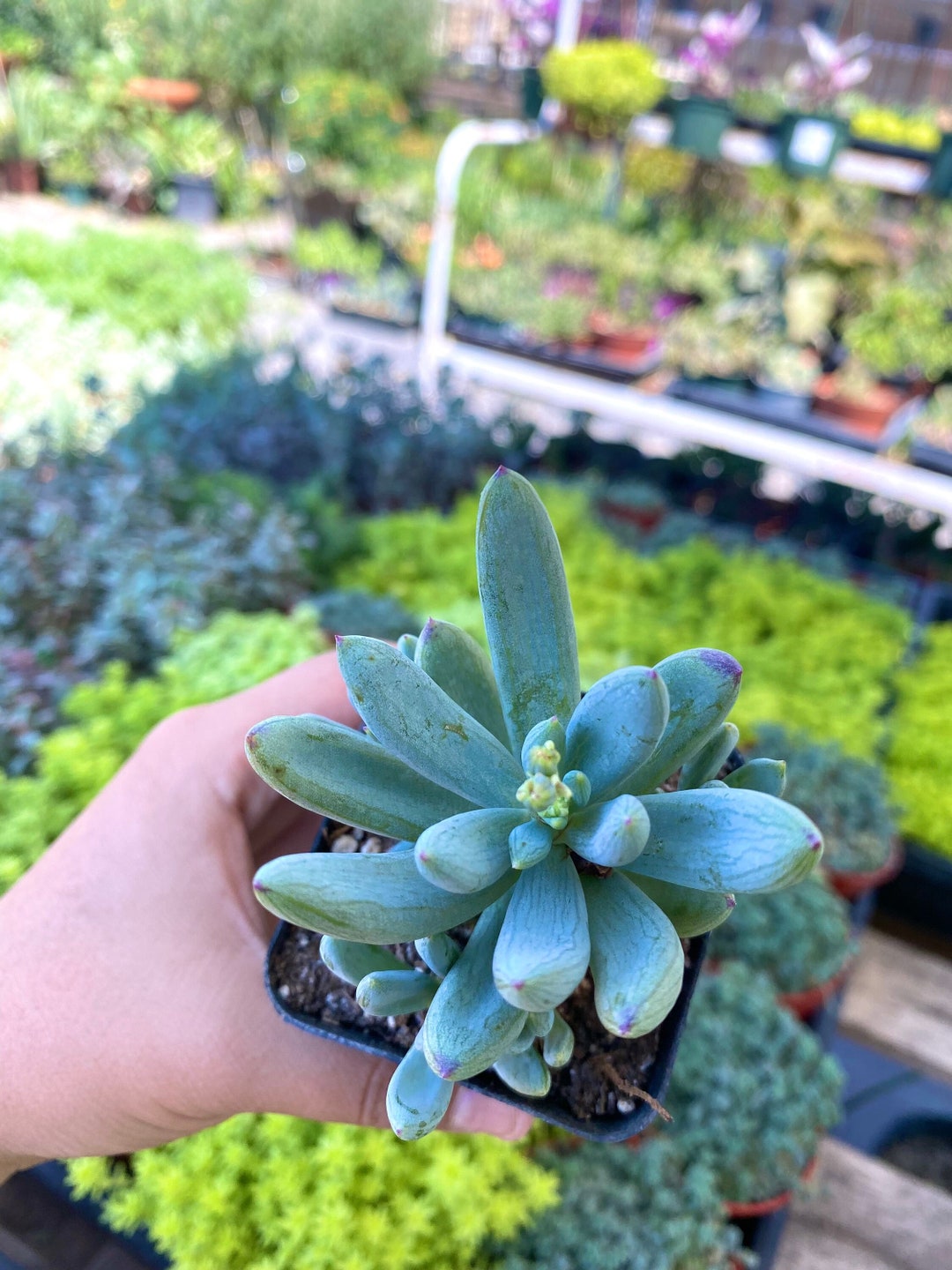 2" Blue Chalksticks - Succulent - Drought Tolerant - Etsy