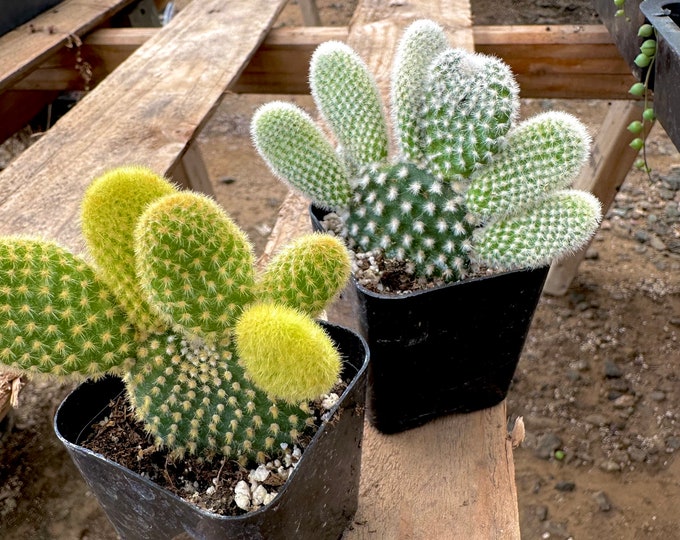 Angel Wings Cactus 2.5 Inch Opuntia Microdasys Albata Small Cactus Live ...