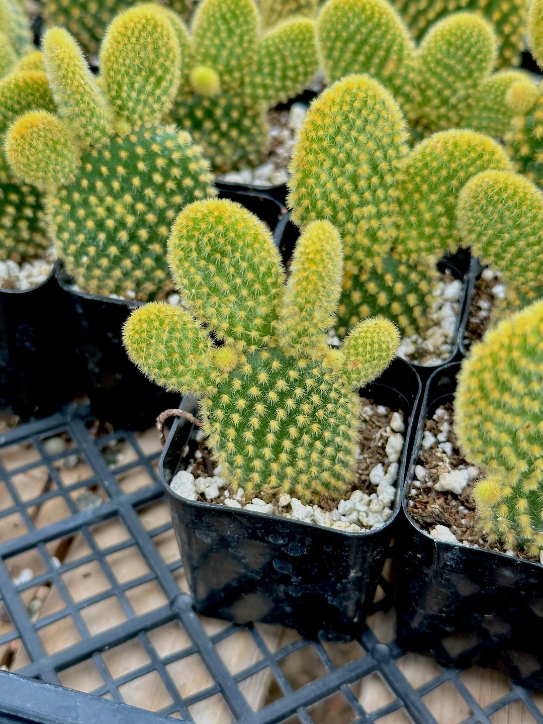 2" Bunny Ear Cactus - Yellow Angel Wing Optunia Microdasys Albata - Etsy