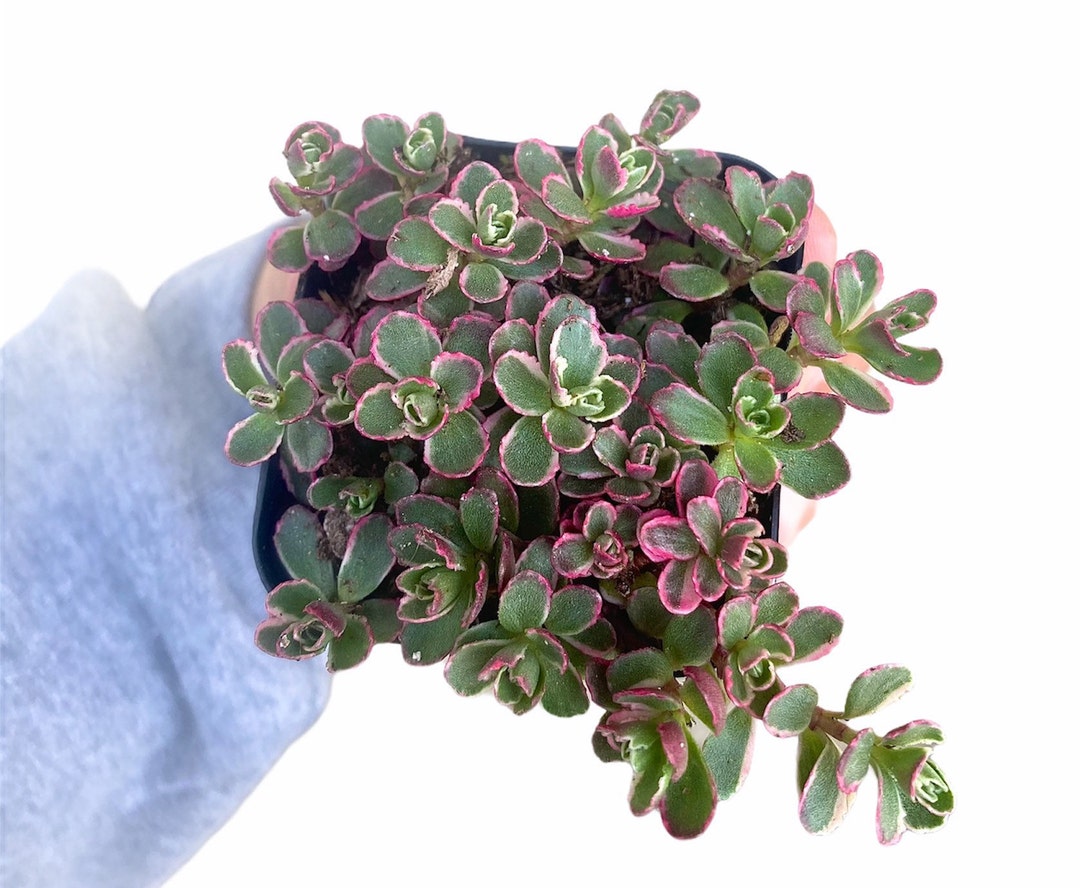 2" Sedum Spurium Tricolor - Live Plant - Stonecrop - Variegated Sedum ...