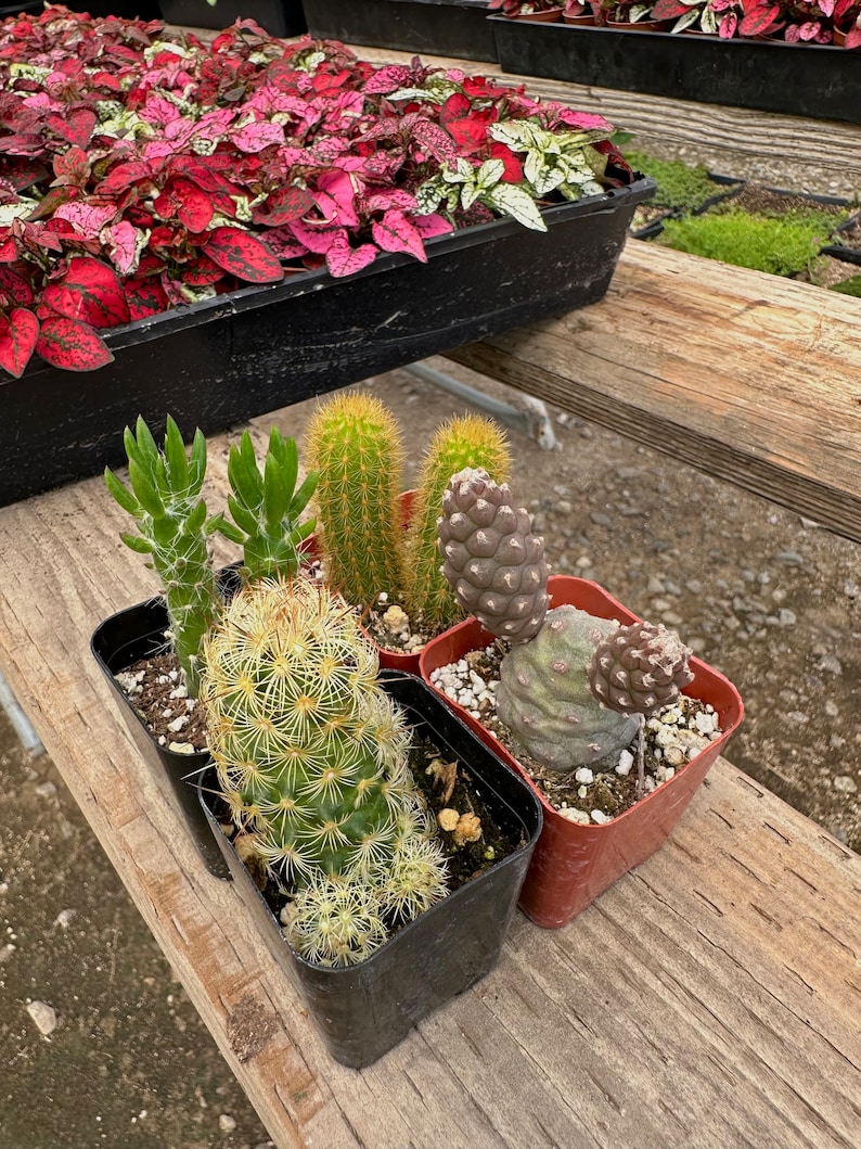 Mini Cacti Bundle - Etsy