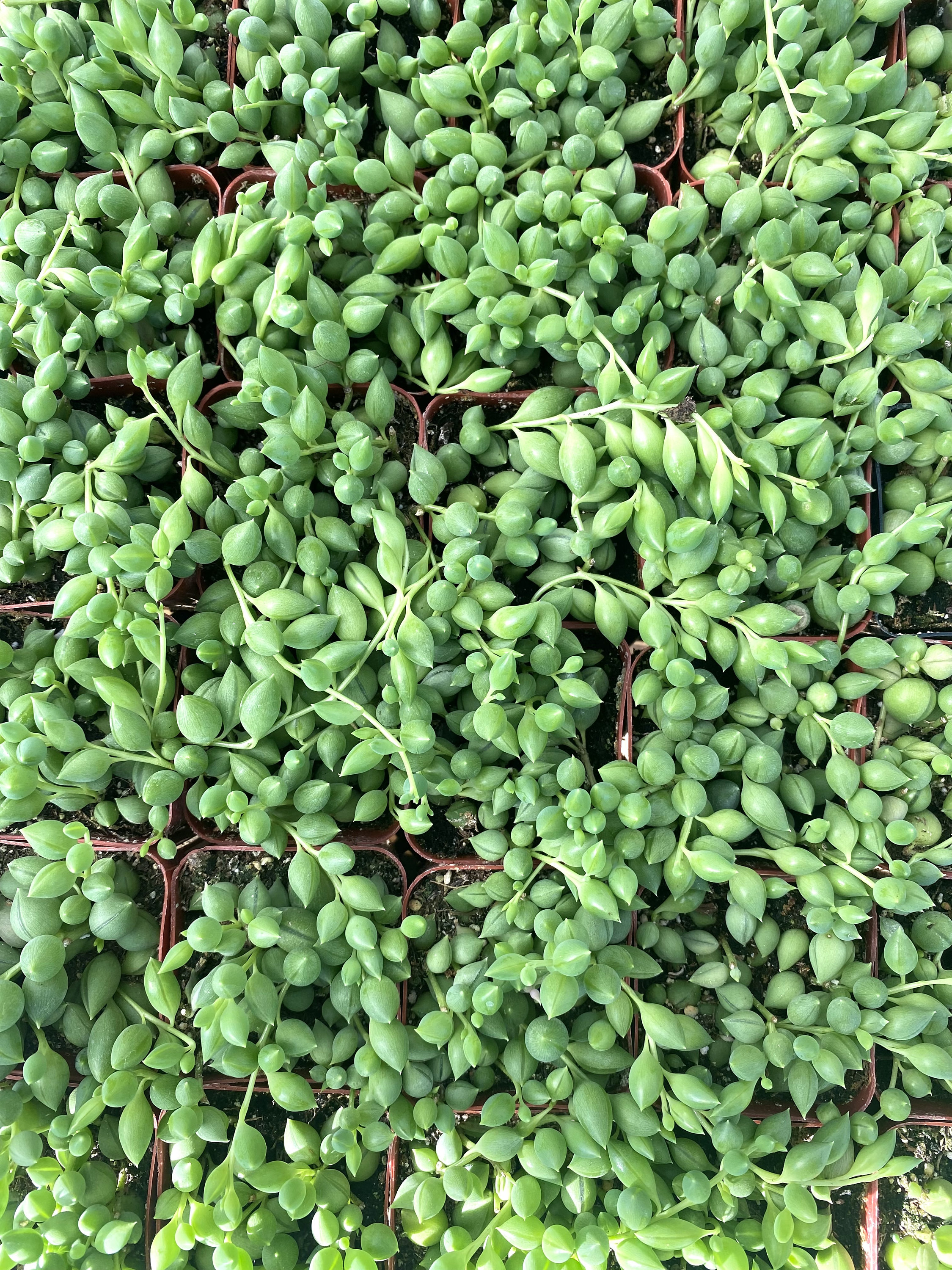 2 String of Tears Succulent Curio Rowleyanus - Etsy
