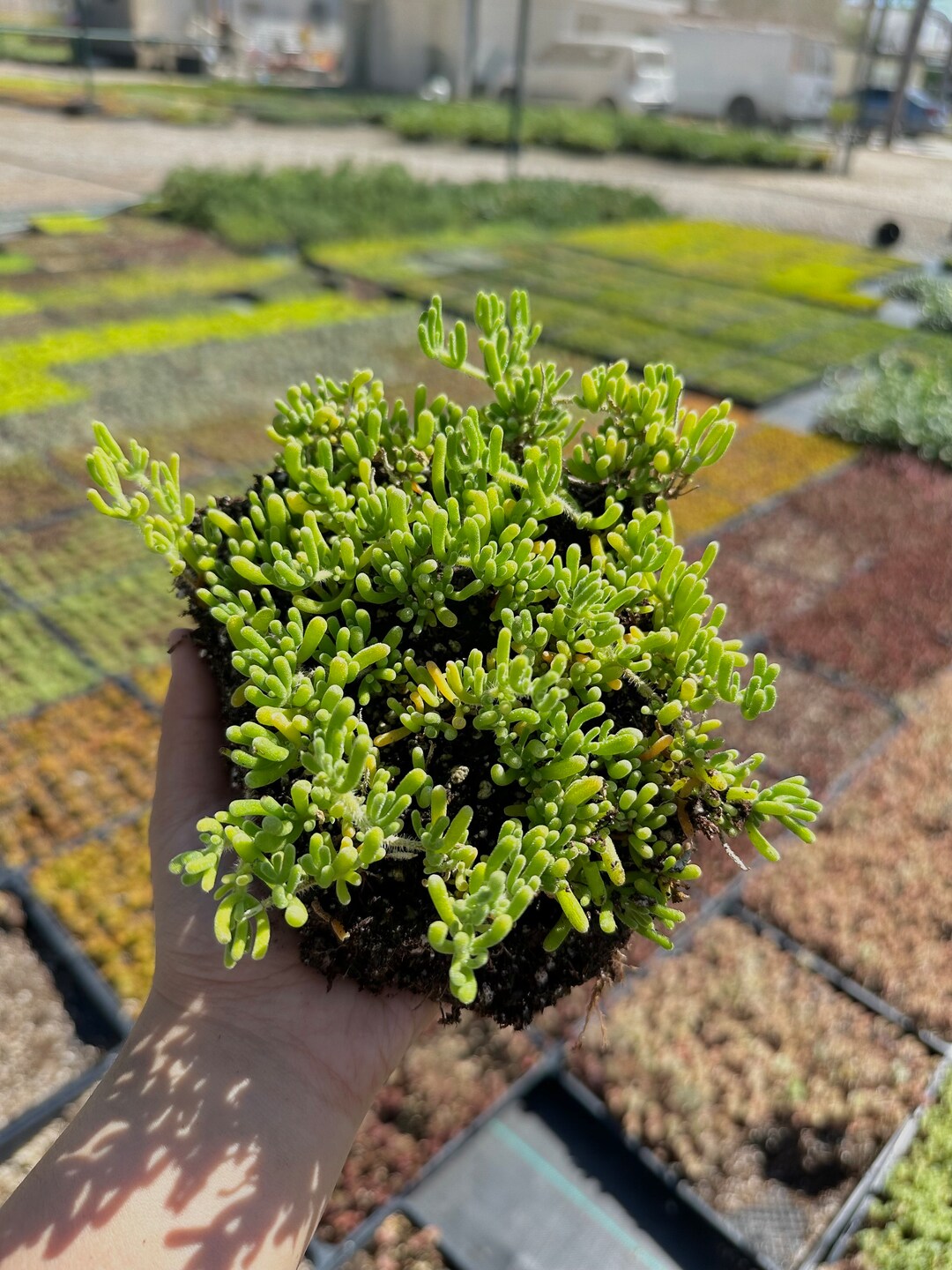 Iceplant Rosea Purple - Live Plant Quad - Etsy