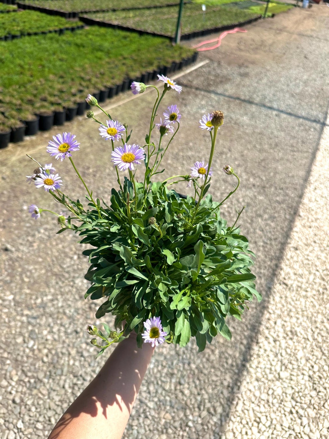 Erigeron Glaucus wayne Roderick Seaside Daisy 1 Gal. Live Plant - Etsy