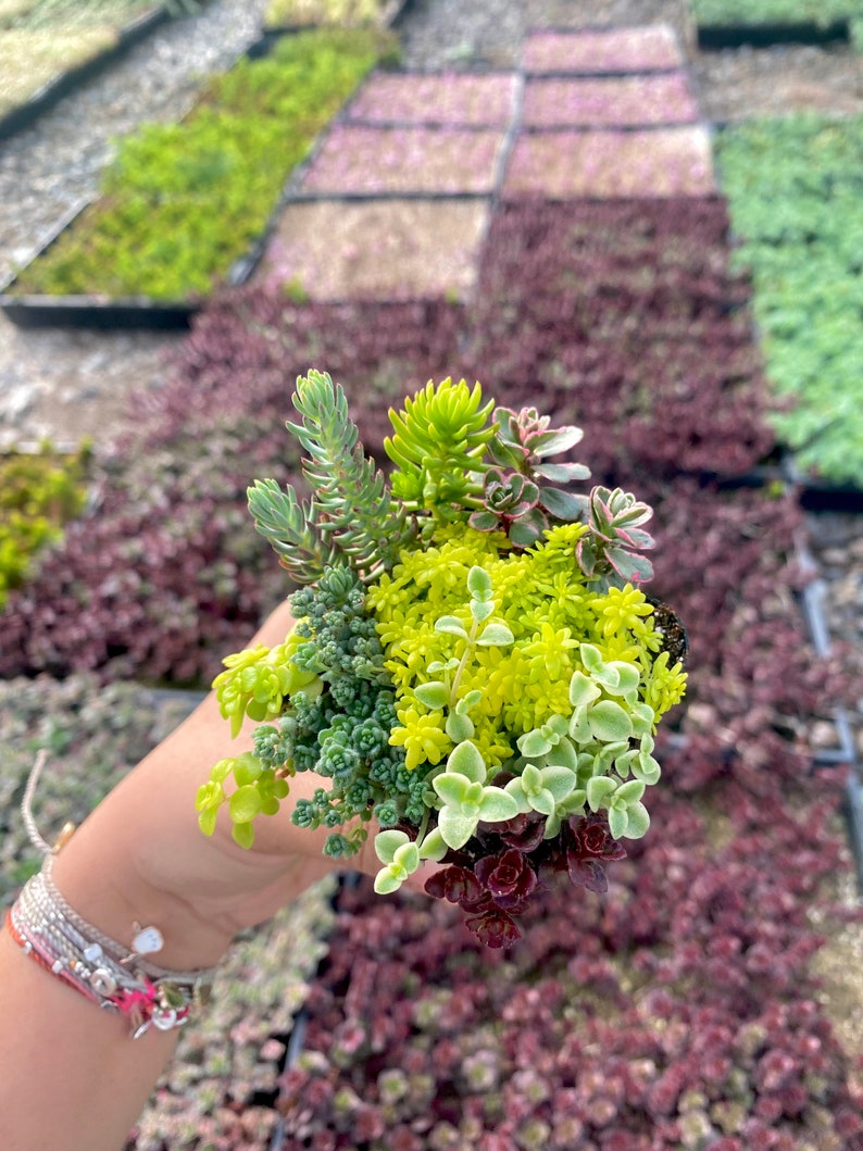 2 Sedum Mix Mini Pot Sedum Angelina Tricolor | Etsy