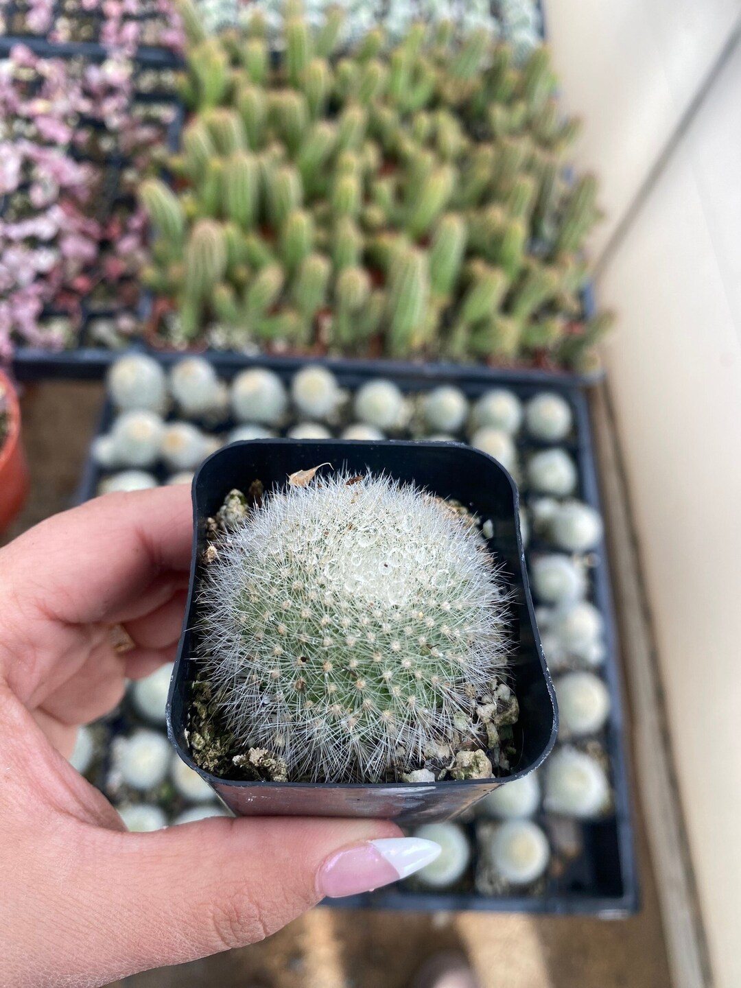 Notocactus Silver Ball Cactus - Parodia Scopa - Etsy