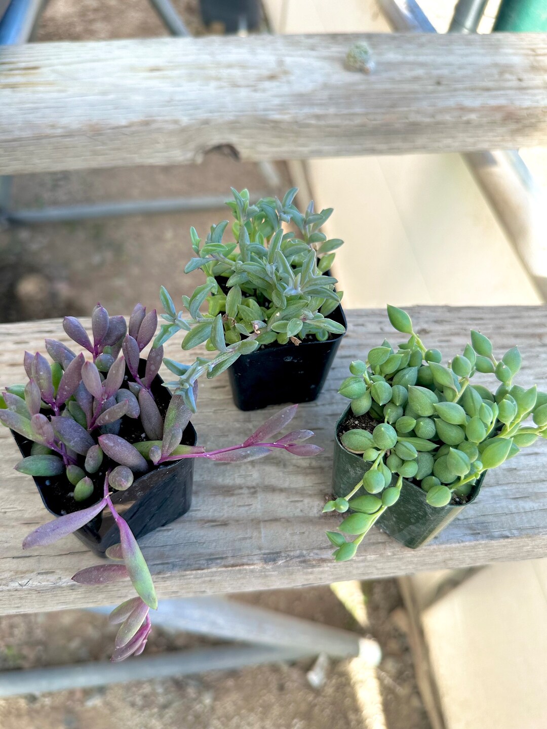 Mini String Bundle - Etsy