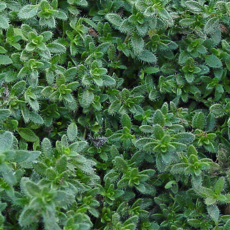 Thyme Favor - Etsy