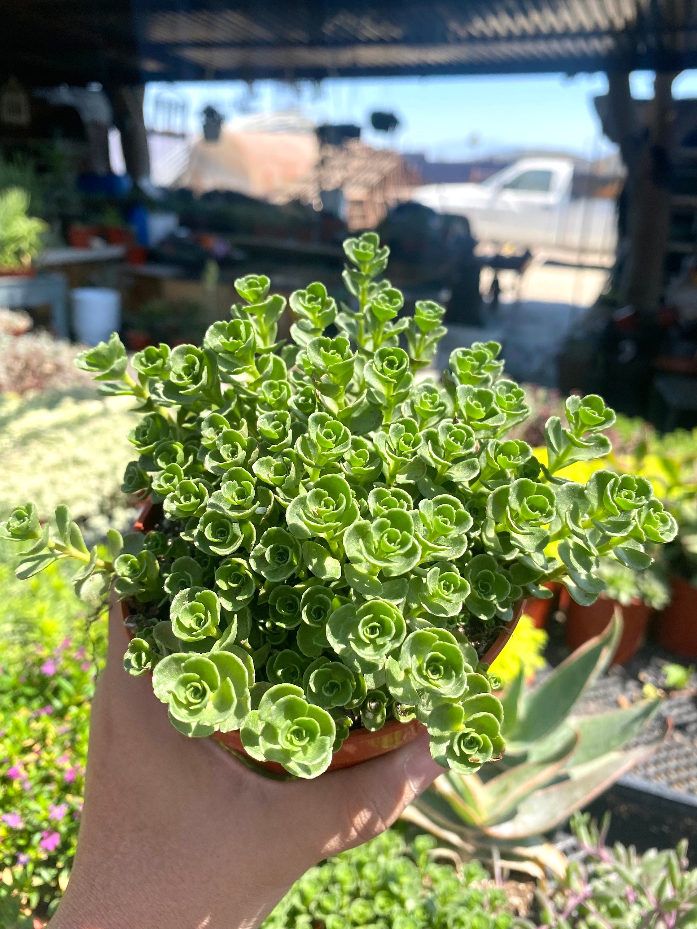 4 Sedum John Creech Groundcover Drought Tolerant Etsy