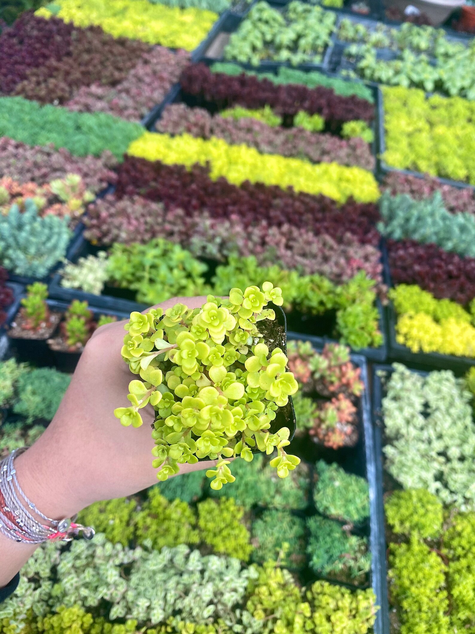 2 Ogon Golden Japanese Stonecrop Sedum Makinoi Etsy