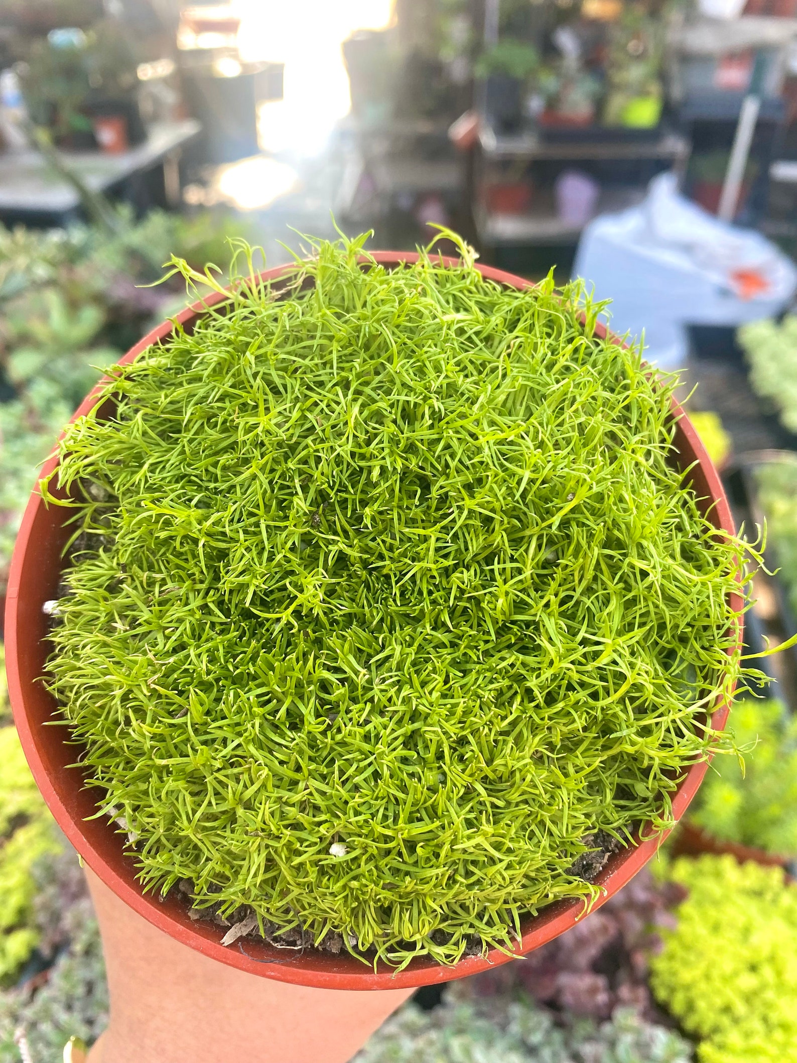 Irish & Scotch Moss Bundle 4 Pots Live Plants - Etsy