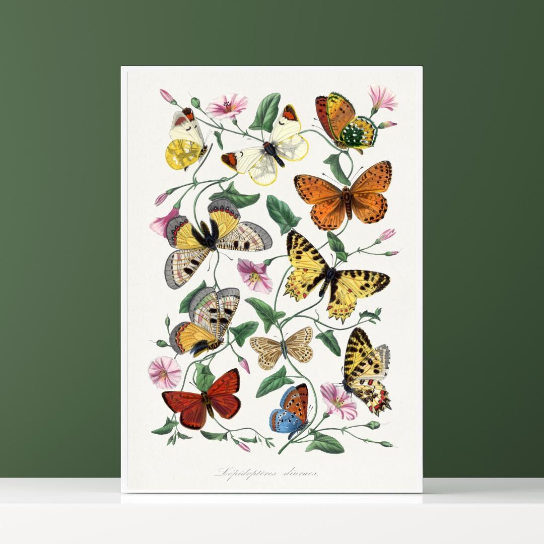 Vintage Butterfly Illustration Poster, Digital Download, Vintage Animal ...