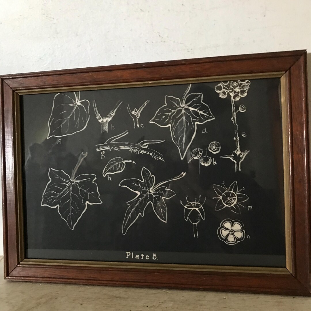 Antique English Chalkboard Chart Drawing Art Garden Print Leaves ...