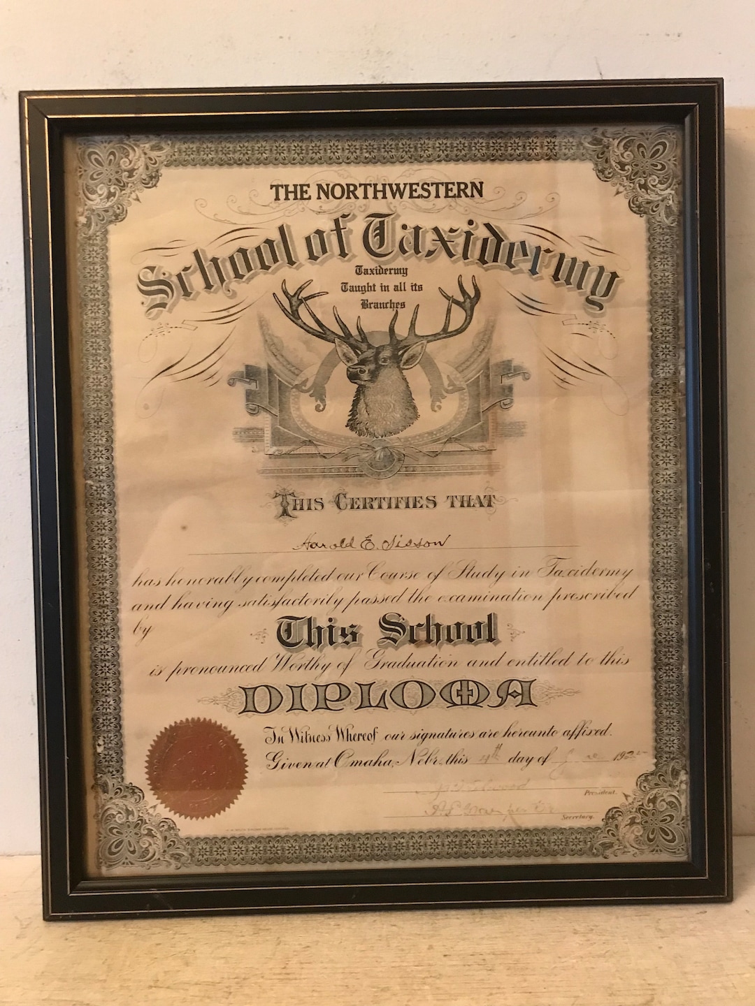 Antique Taxidermy Trophy Award Diploma Stag Hunting Fishing Curiosities ...