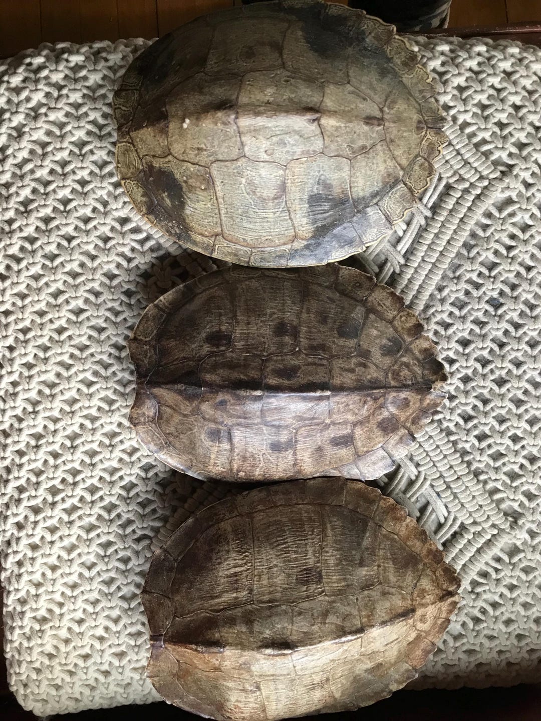 Vintage Turtle Shell Natural Curiosity Taxidermy Woodlands Garden ...