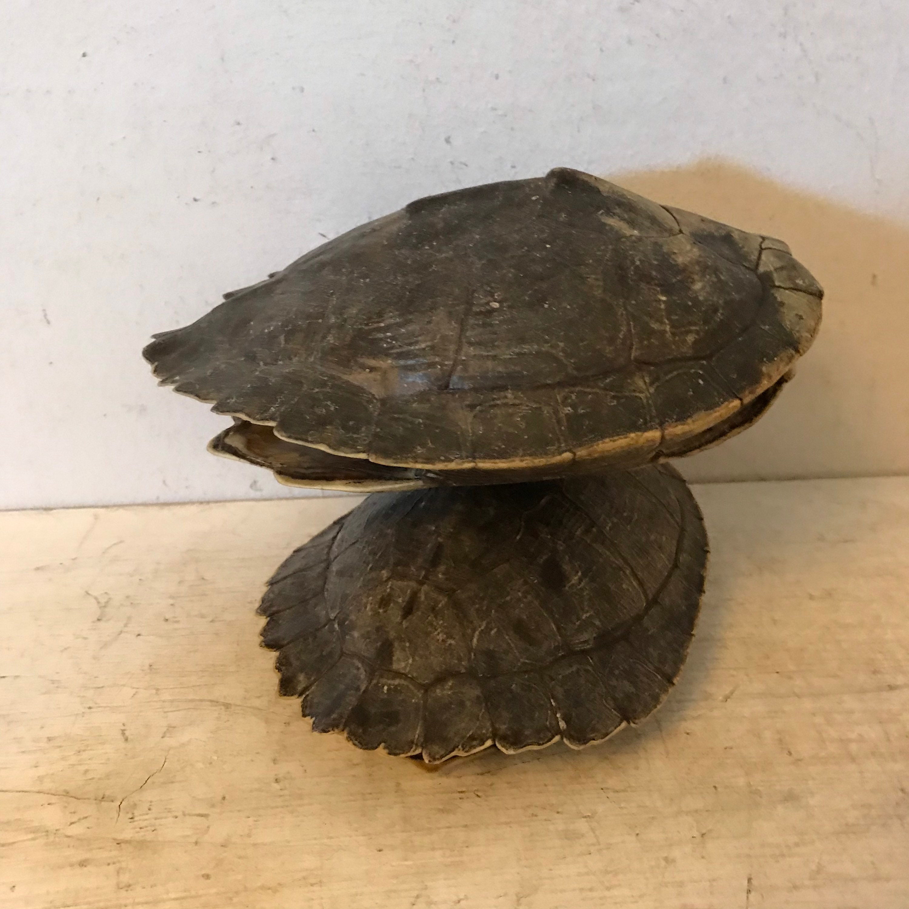 Vintage Turtle Shell Natural Curiosity Taxidermy Woodlands Garden ...