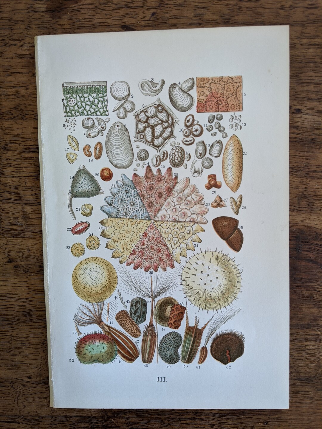 Antique English Botanical Print Color Microscope Print Scientific ...