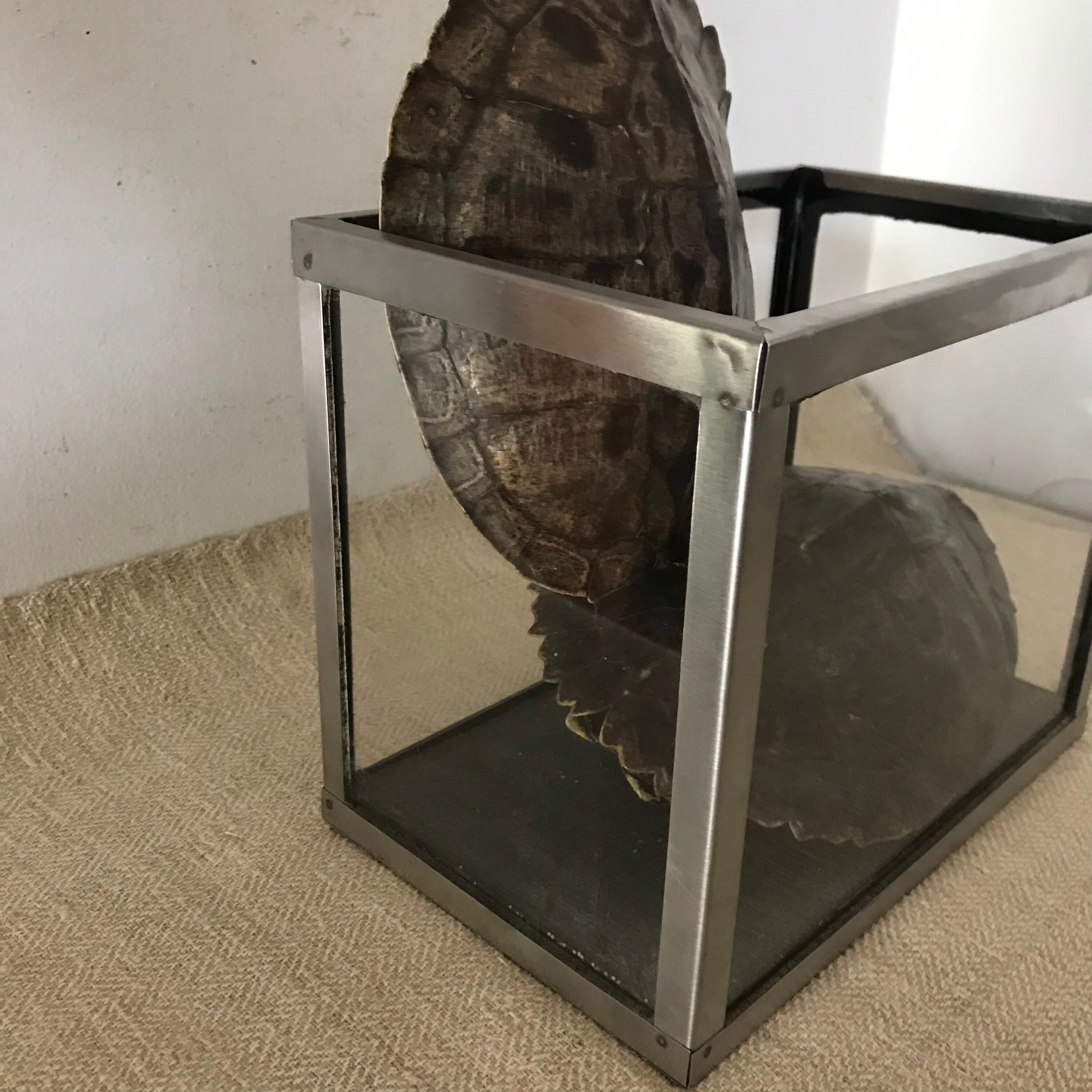 Vintage Turtle Shell Natural Curiosity Taxidermy Woodlands Garden ...