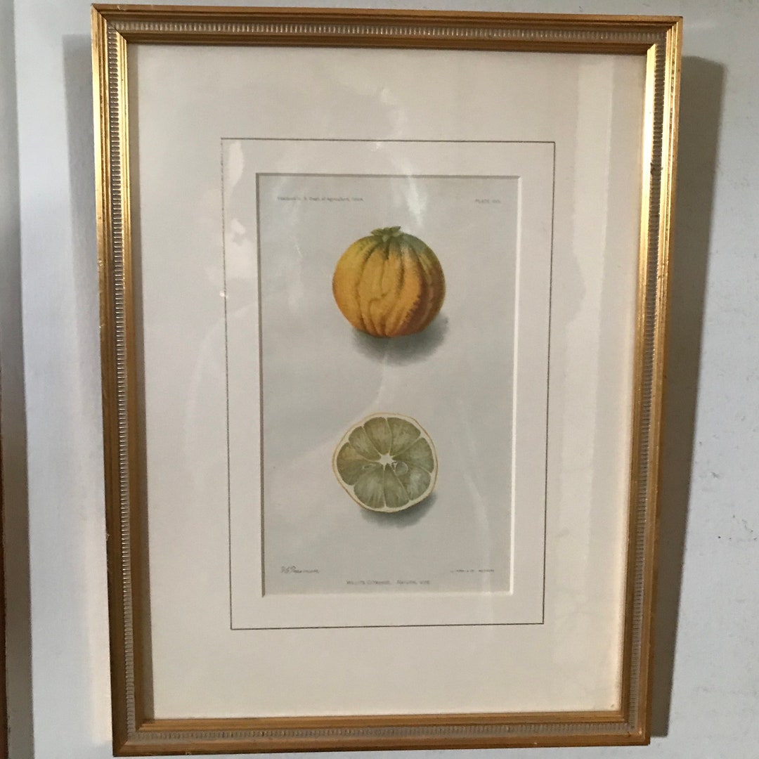 Antique Citron Botanical Print Framed Gold Wood Americana Lithograph ...