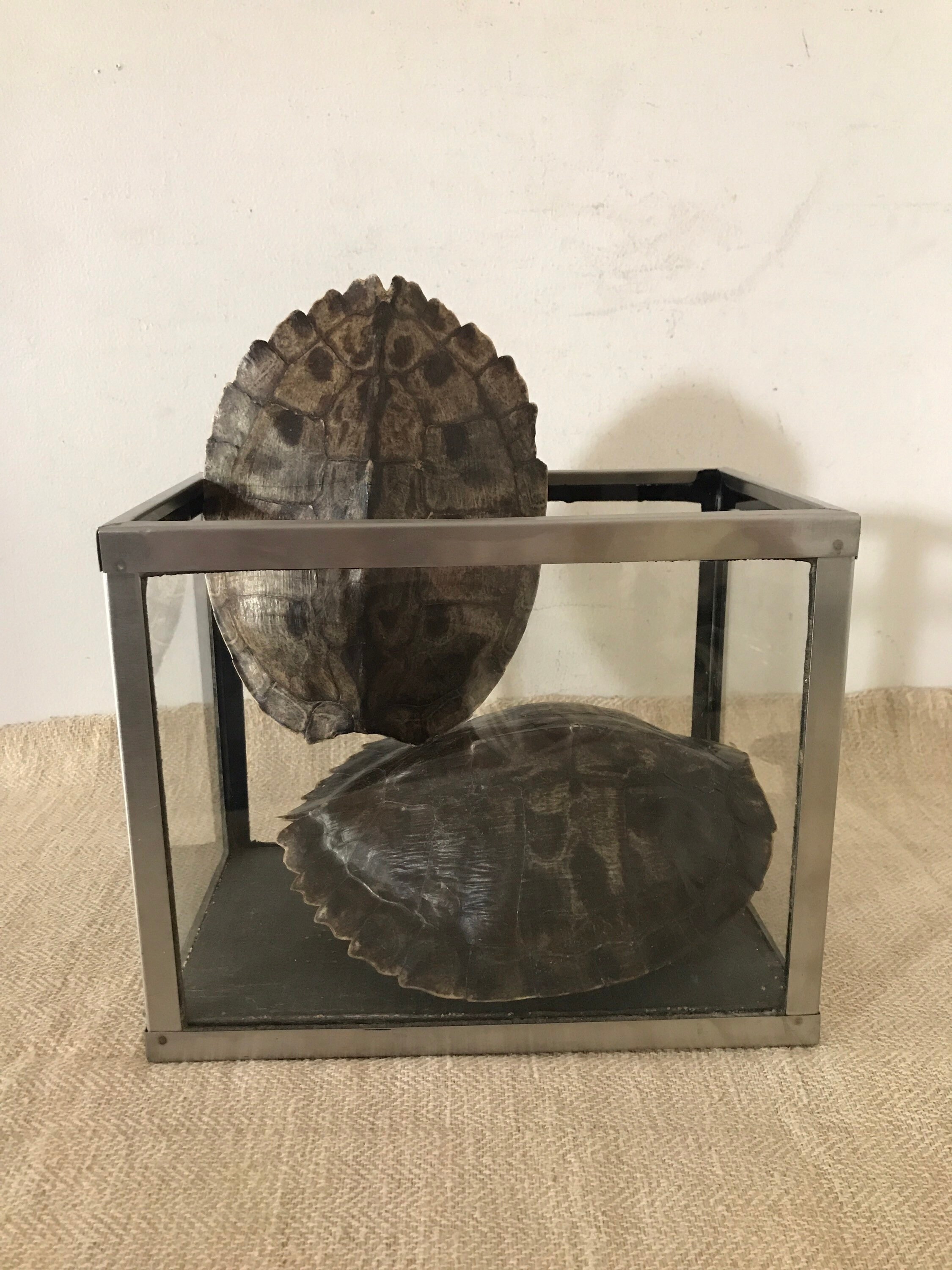 Vintage Turtle Shell Natural Curiosity Taxidermy Woodlands Garden ...