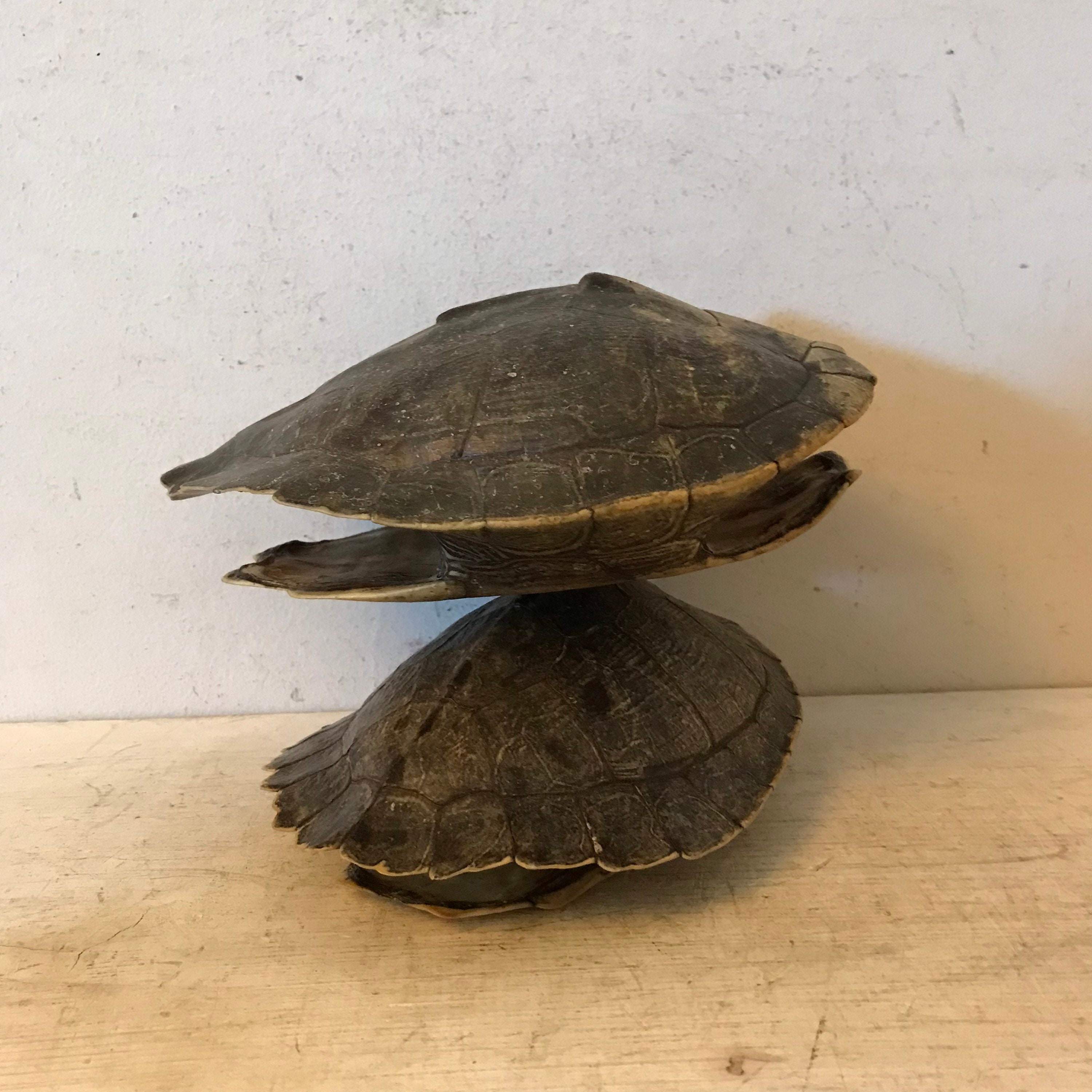 Vintage Turtle Shell Natural Curiosity Taxidermy Woodlands Garden ...
