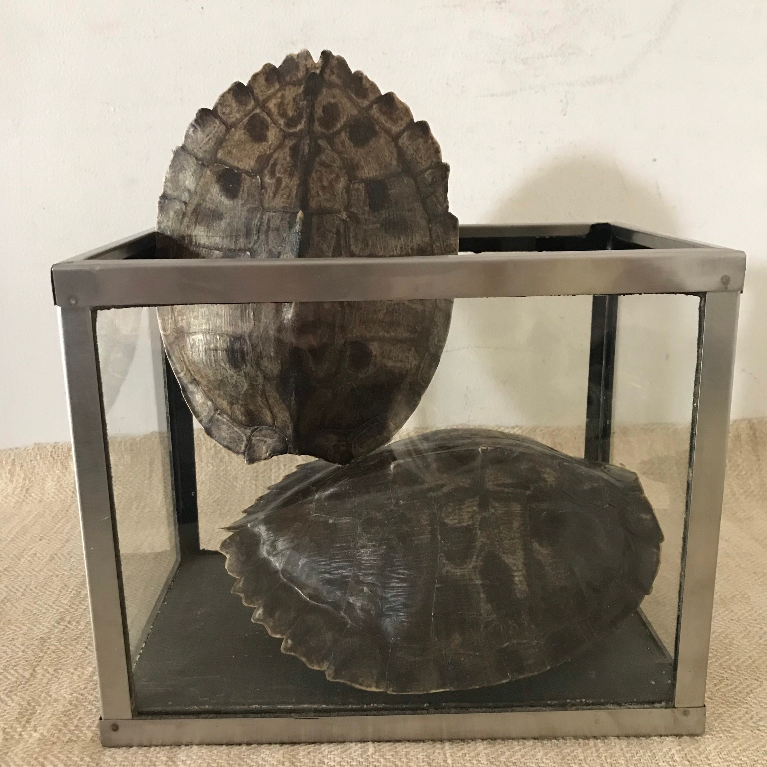 Vintage Turtle Shell Natural Curiosity Taxidermy Woodlands Garden ...
