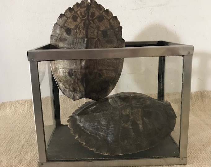 Vintage Turtle Shell Natural Curiosity Taxidermy Woodlands Garden ...