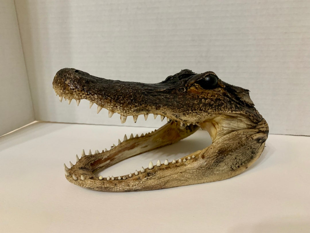 Authentic Alligator Skull - Vintage Taxidermy Collectible - Etsy