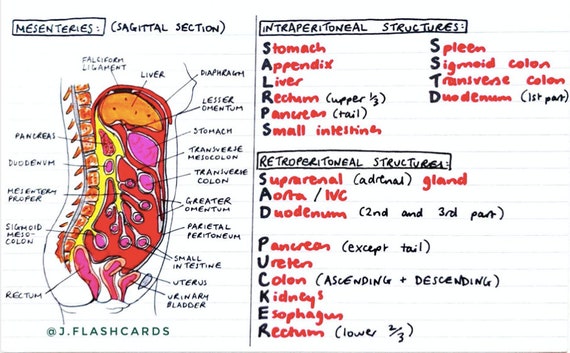 GI Anatomy Flashcards PDF - Etsy