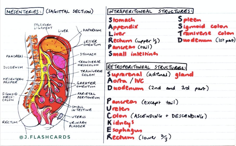 GI Anatomy Flashcards (PDF) - Etsy