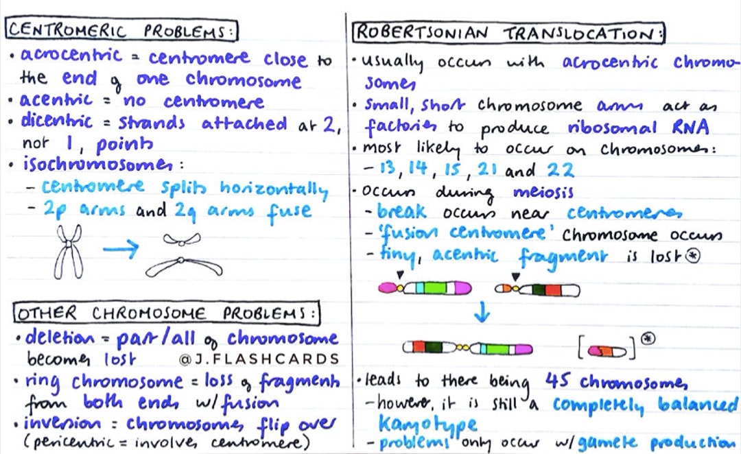 Genetics 2 Flashcards (PDF) - Etsy