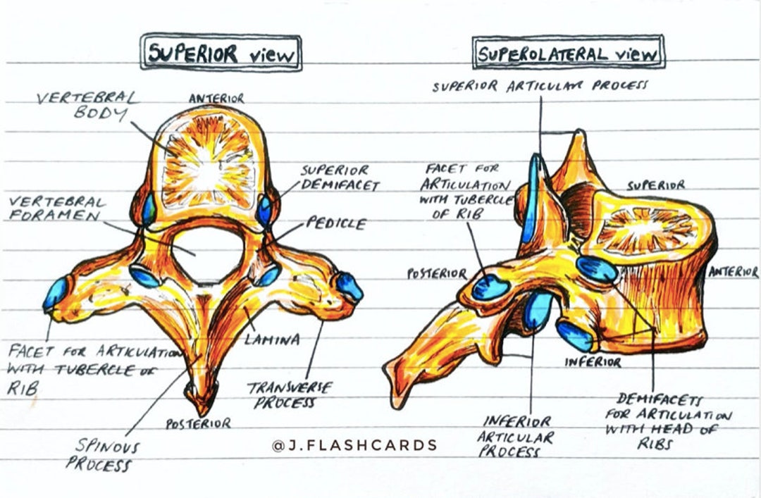 Bone Anatomy Flashcards (PDF) - Etsy