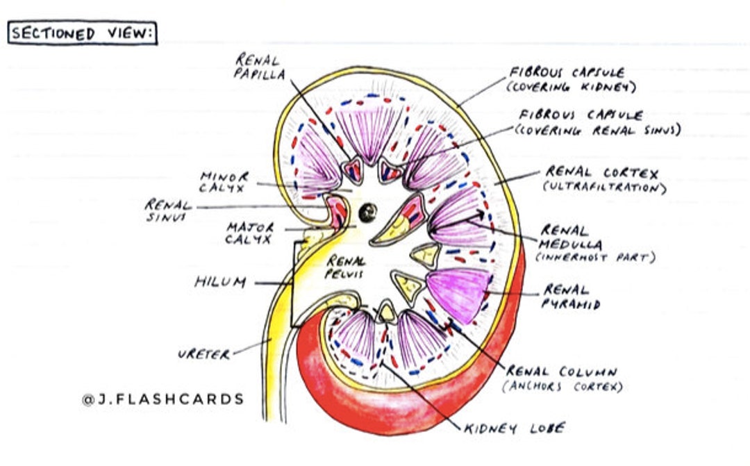 Renal & Urology Overview Flashcards (PDF) - Etsy