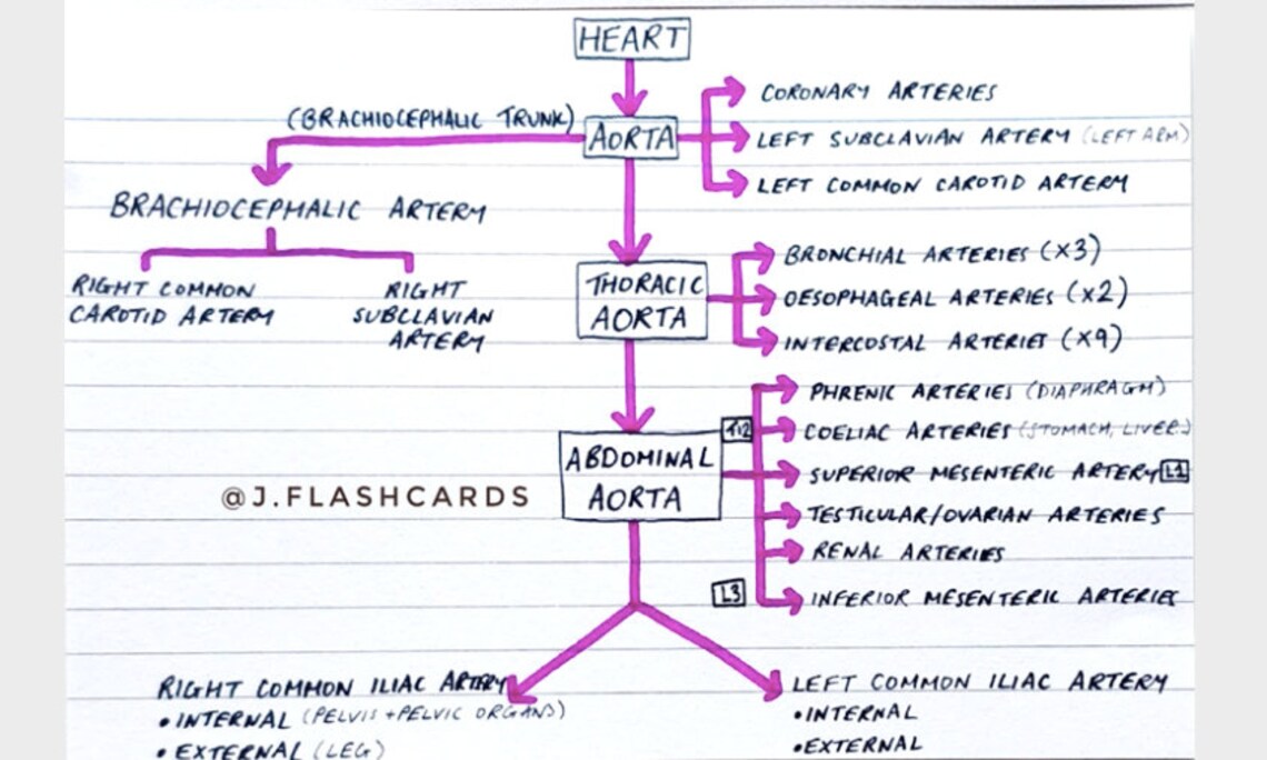 Vascular Anatomy Flashcards PDF - Etsy
