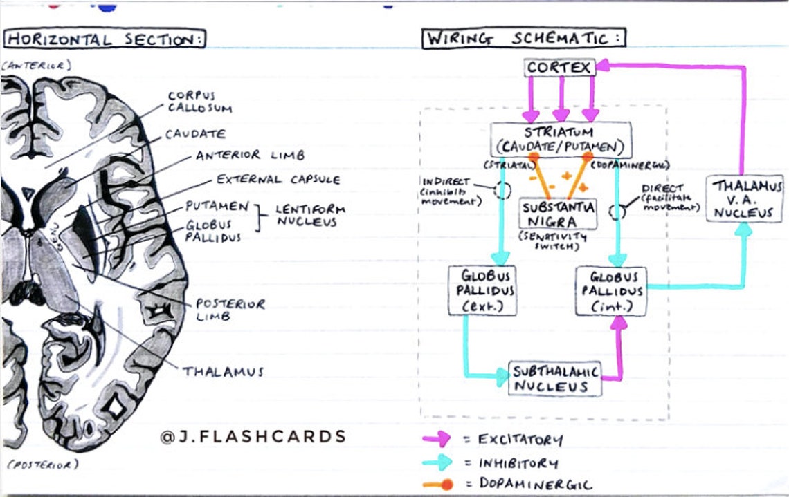 Neuroanatomy 2 Flashcards PDF | Etsy