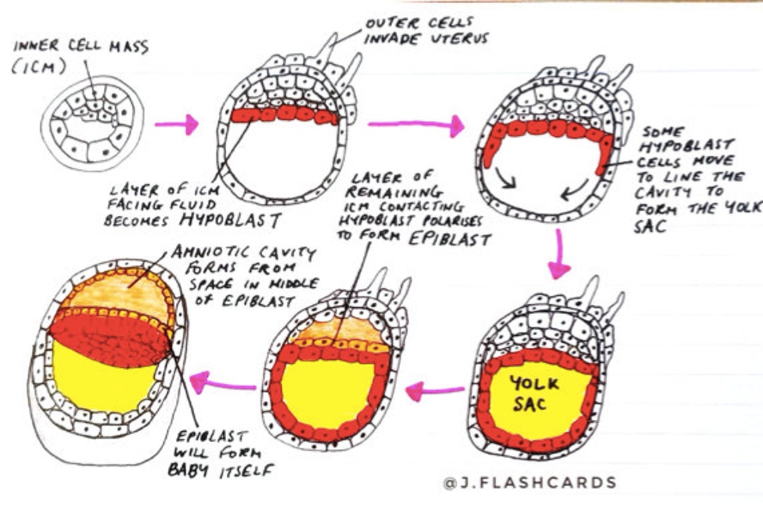 Embryology Flashcards (PDF) - Etsy